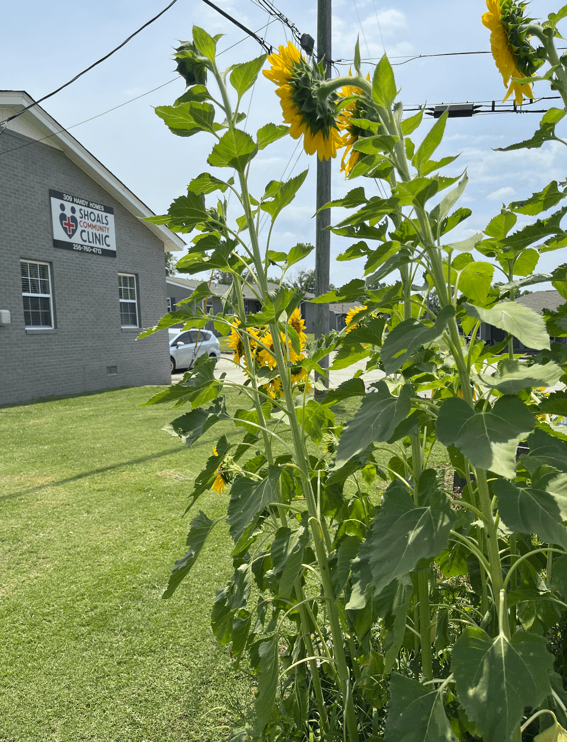 Sunflowers in the Garden