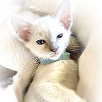 Frequently asked Questions | Sapphire Kittens