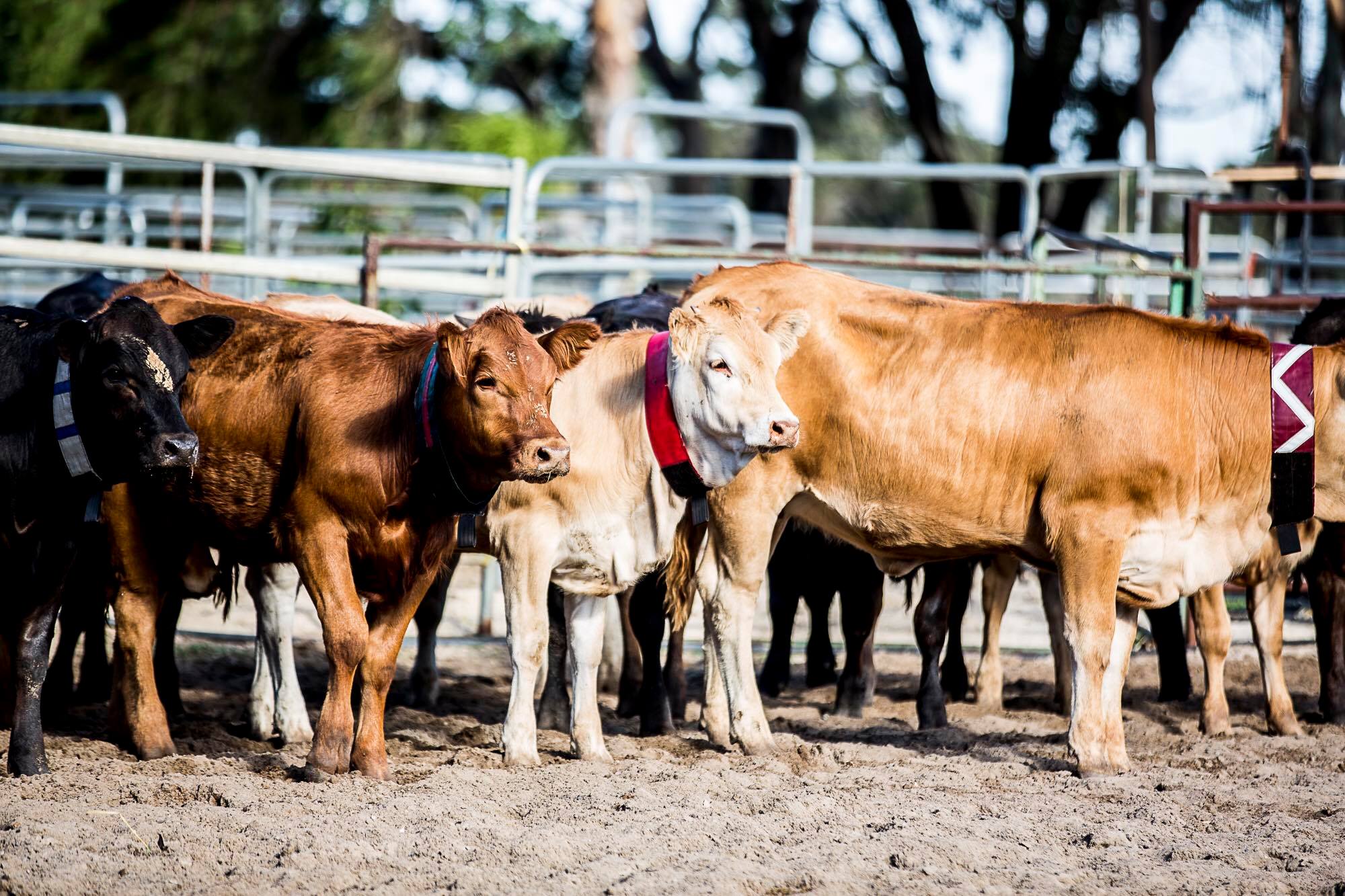 Ranch Sorting | Peel Ranch Sorting and Penning | Australia