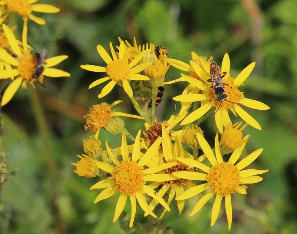 The truth about Ragwort