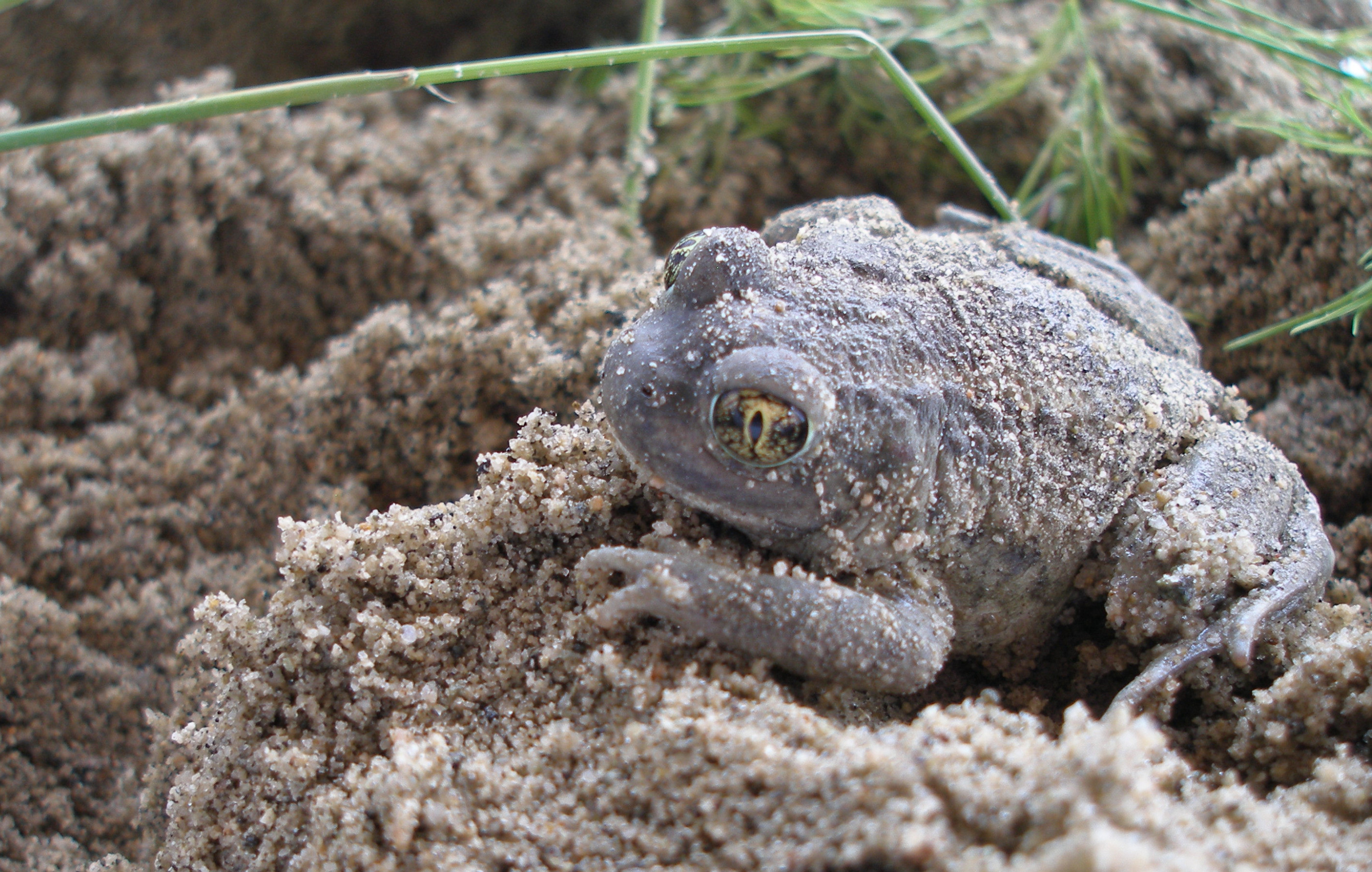 Great Basin Spadefoot