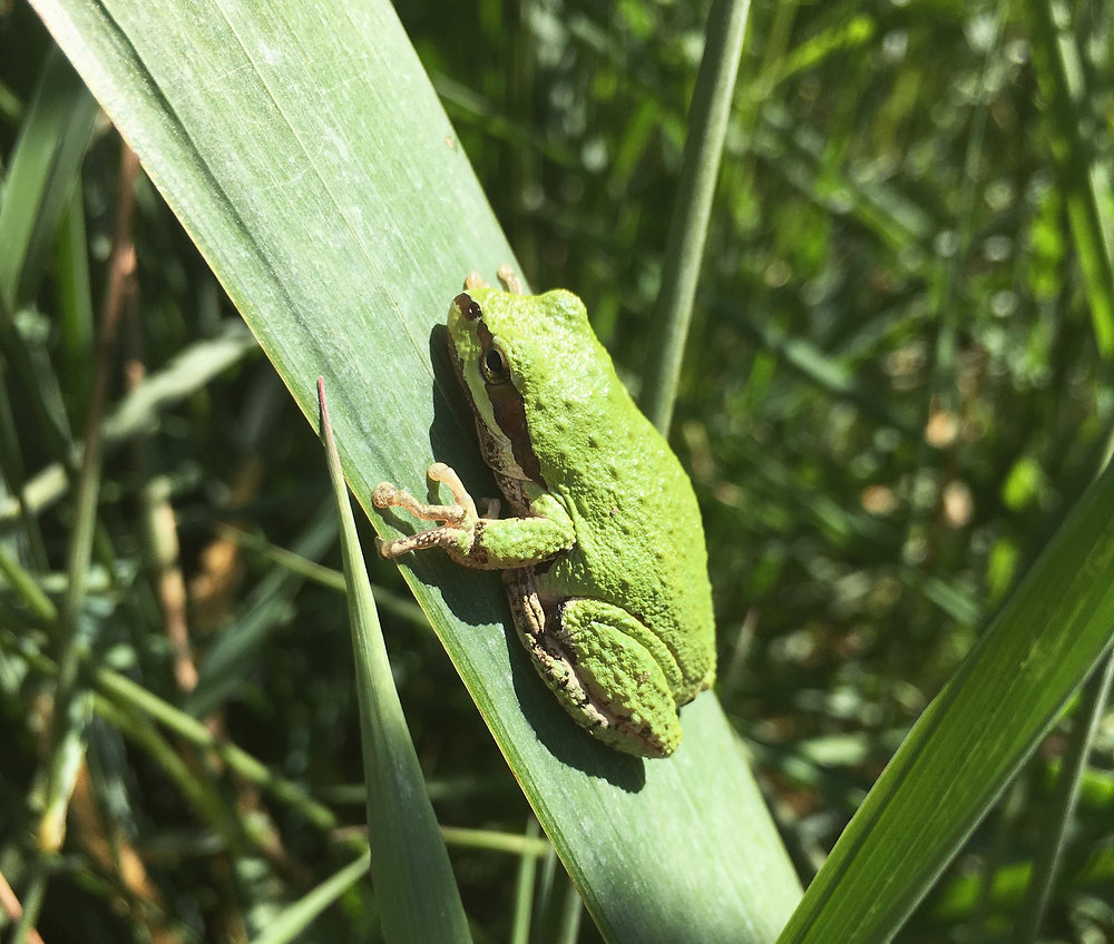 Colour-changing frogs
