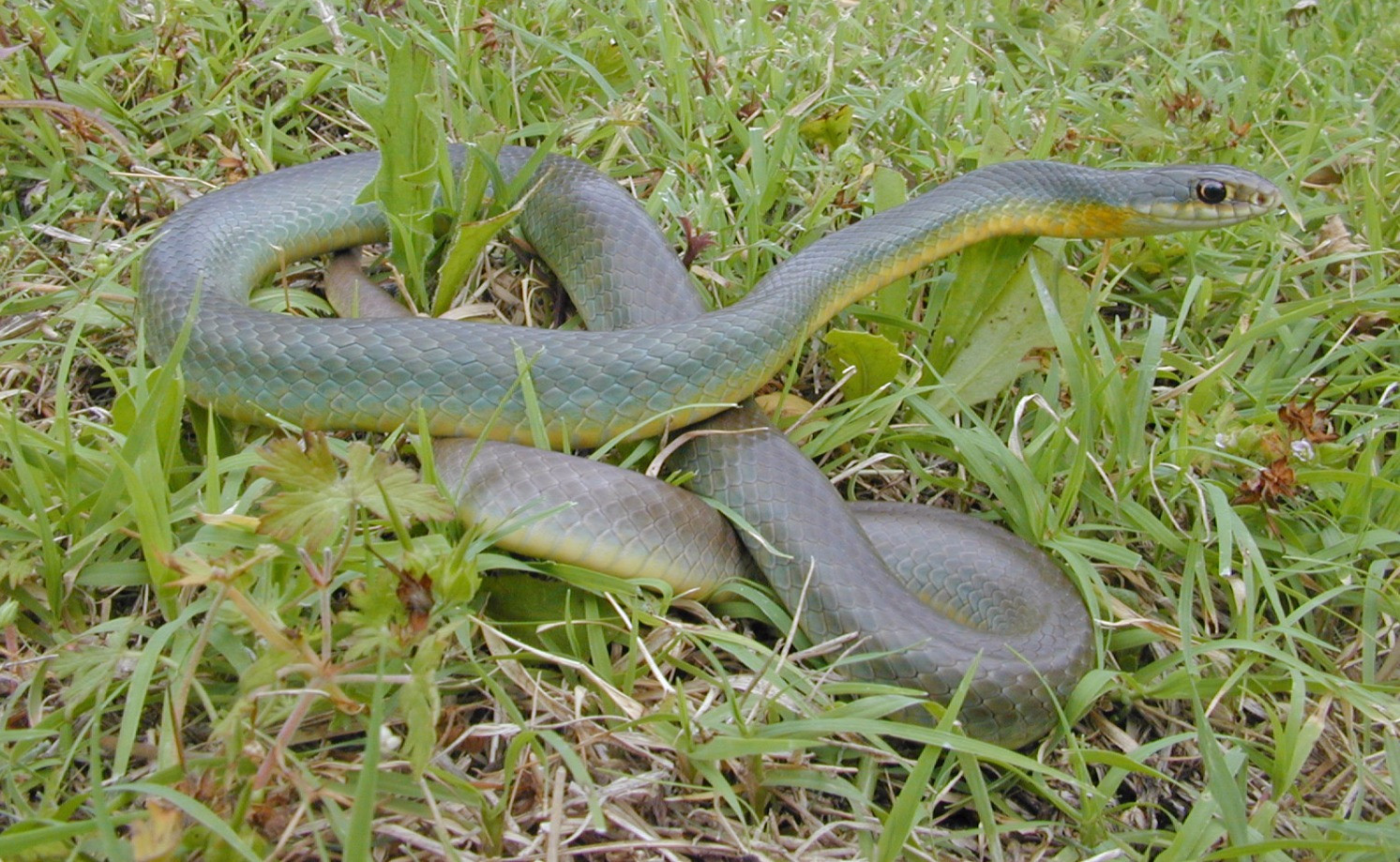 Yellow-bellied Racer