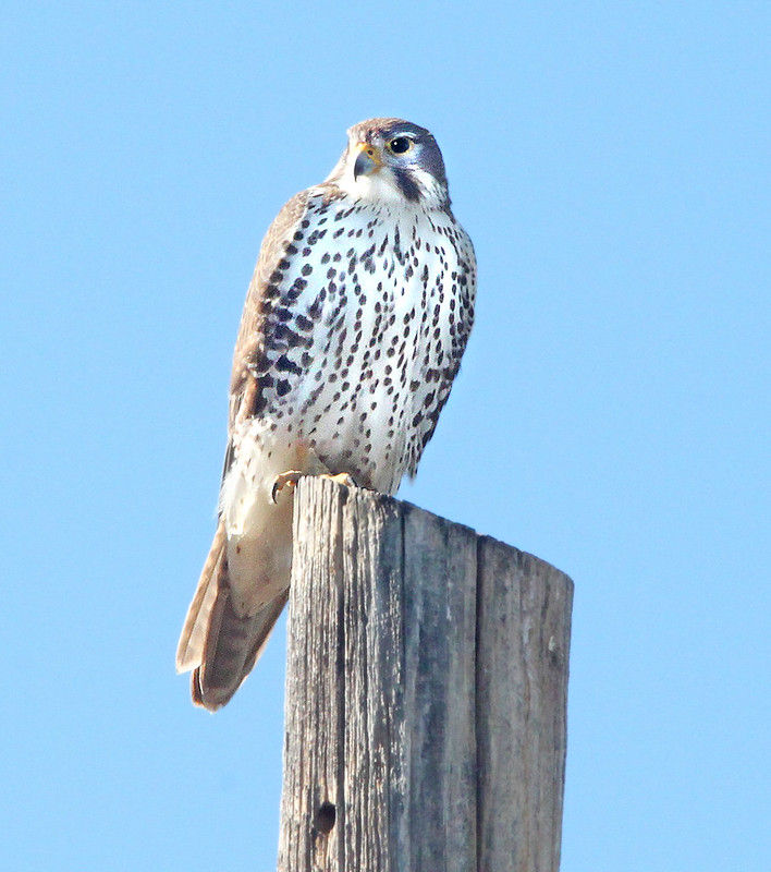 Prairie Falcon