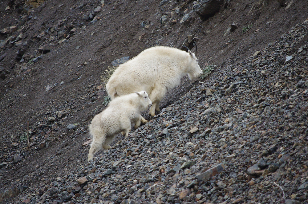 Gravity-defying Goats Gravity-defying Goats