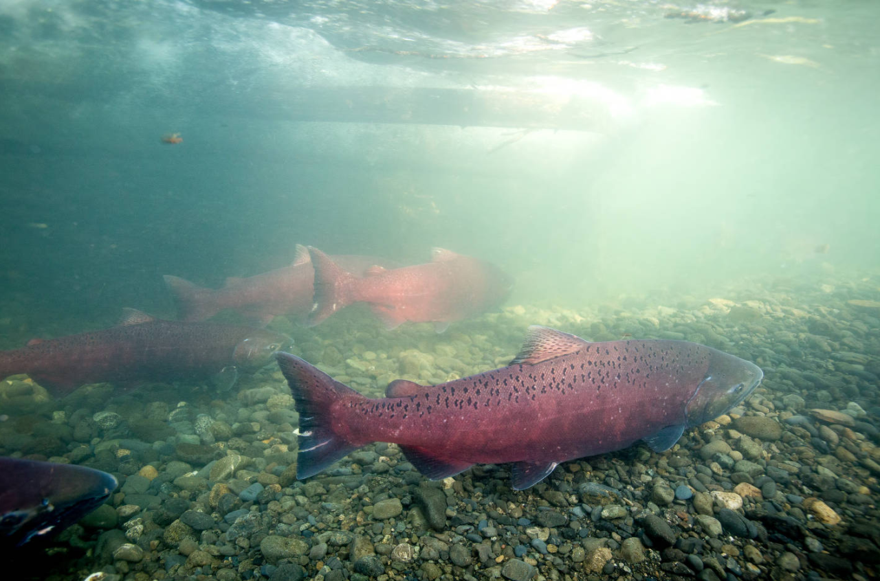 Chinook Salmon