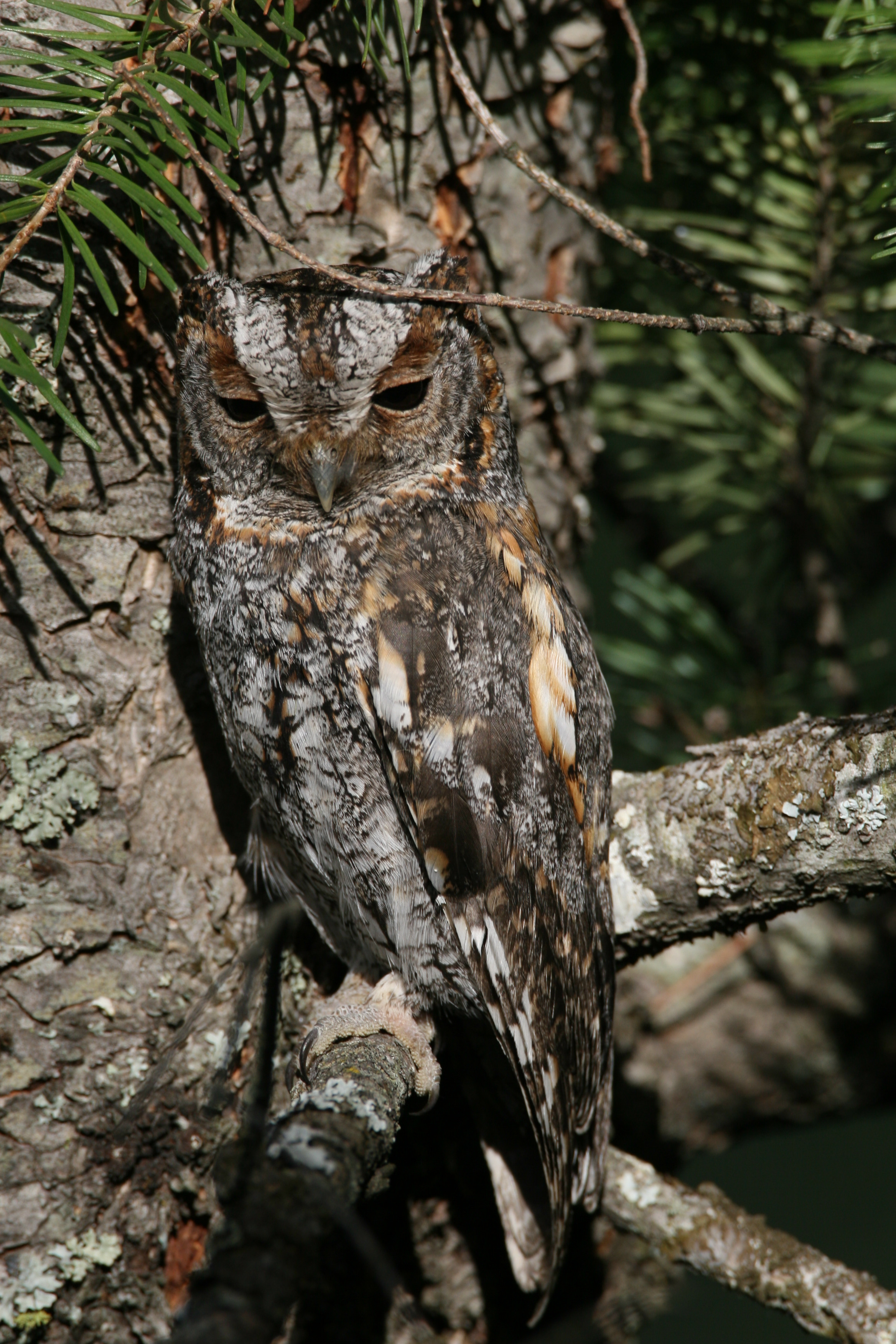 Flammulated Owl