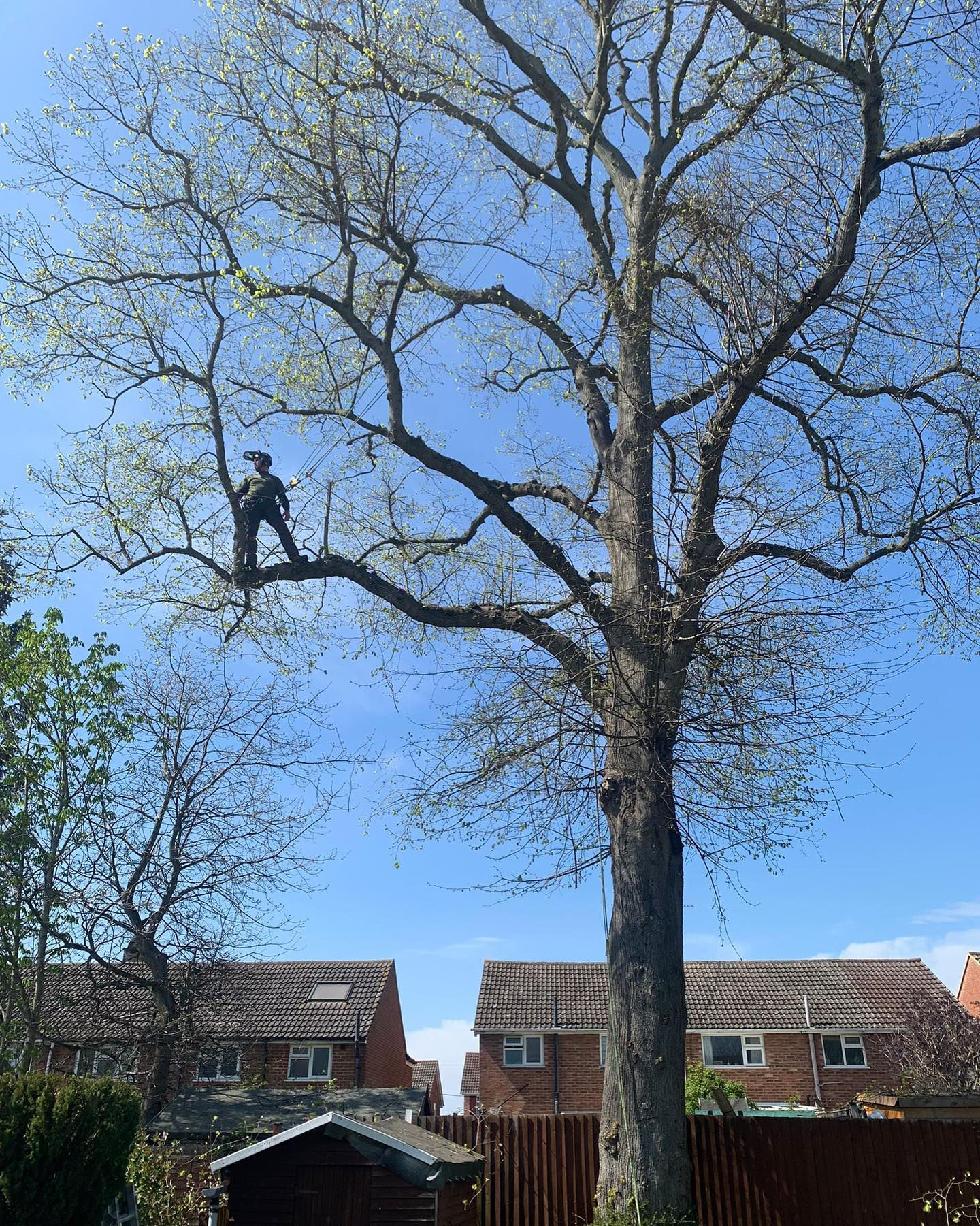 Dan Fordham Tree Care | market harborough | 40 Lubenham Hill, Market ...