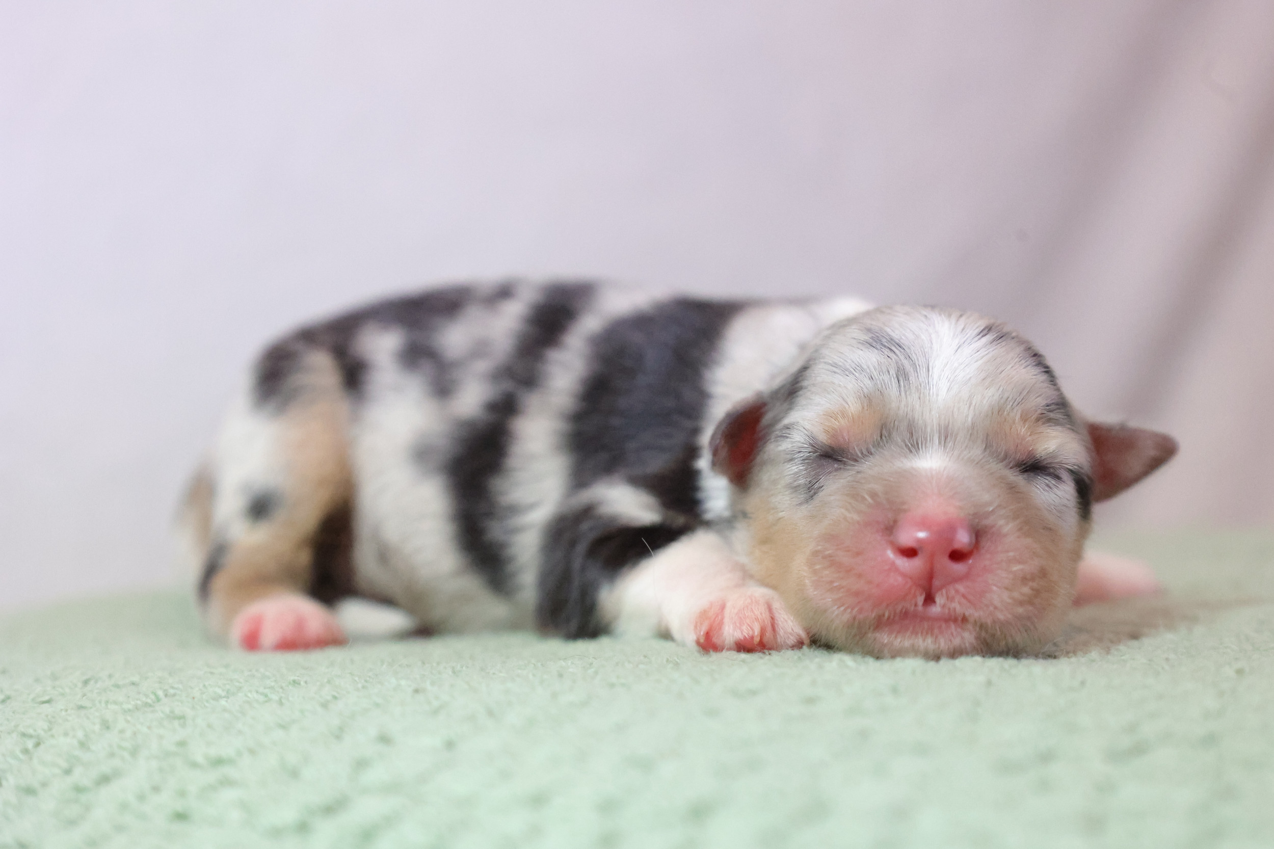 Maple Grove Mini Aussies