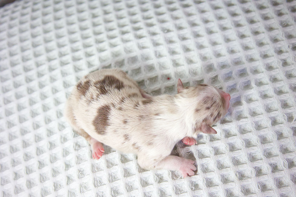 Maple Grove Mini Aussies