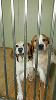 Beaglerescue | United | Seattle Beagle Rescue