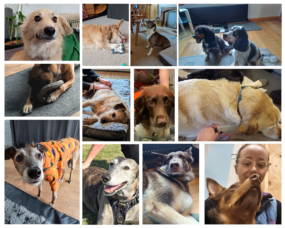 Dog Vet Physio vs Massage all you need to know