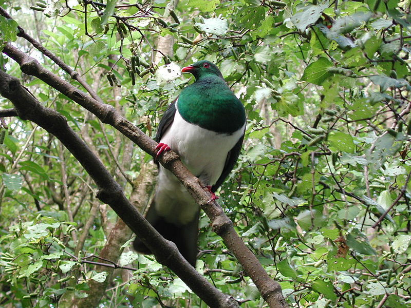 Kererū