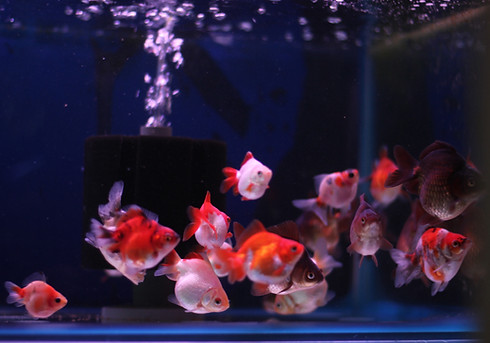 Goldfish Club | Goldfish Society | England