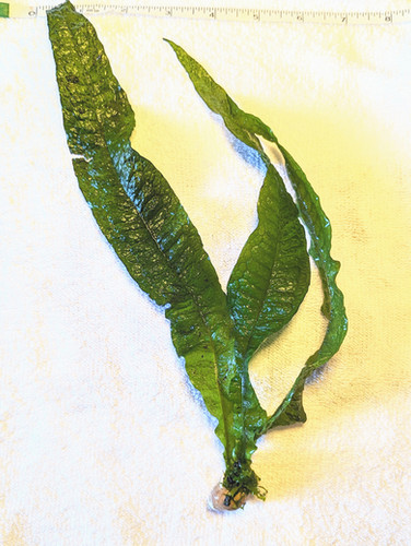 Java Fern Gloss Plant | Shrimp Aquarium Plants