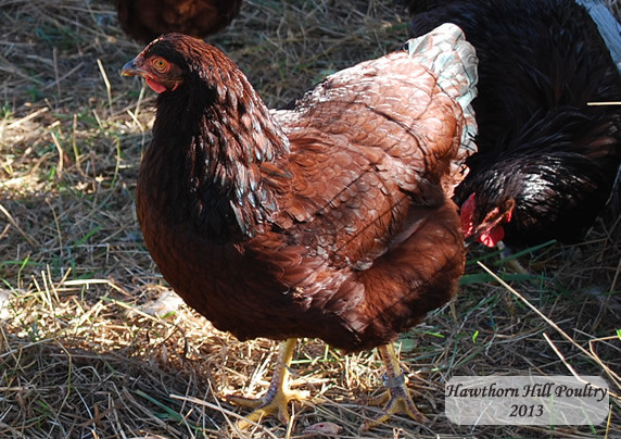 Rhode Island Reds | Hawthorn Hill Poultry