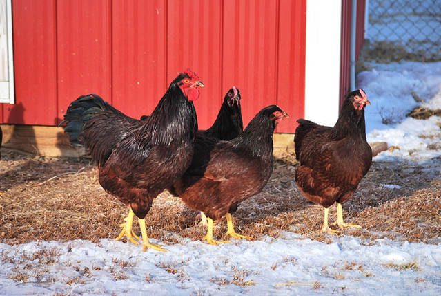 Rhode Island Reds | Hawthorn Hill Poultry