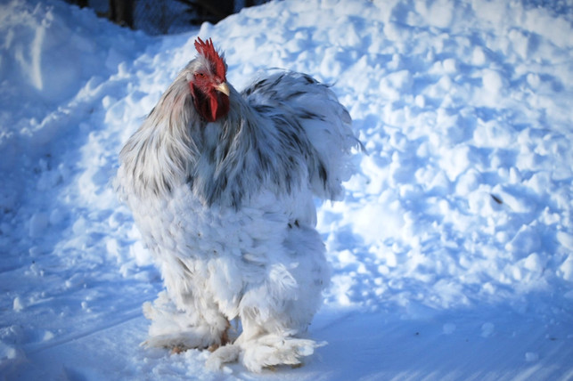Blue Cochins | Hawthorn Hill Heritage Poultry Canada