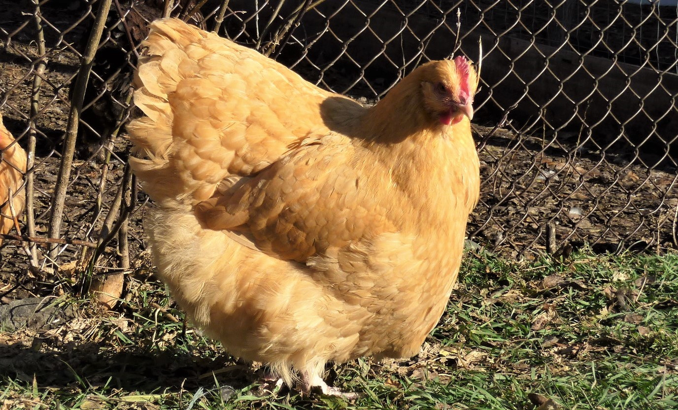 Buff Orpingtons | Hawthorn Hill Poultry, Alberta