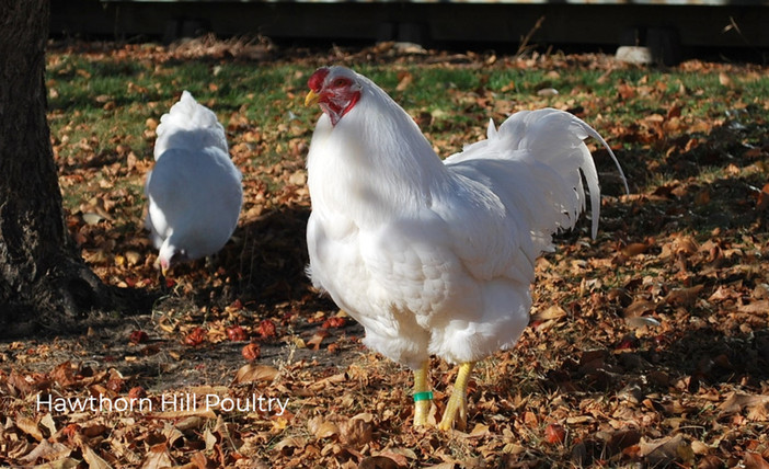 White Chanteclers | Hawthorn Hill Poultry