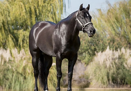Stallions | Blue Collar Breeders