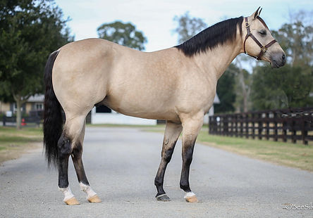 Stallions | Blue Collar Breeders