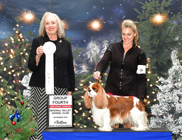 HOME | Mayfieldcavaliers Cavaliers Puppies and Show Dogs