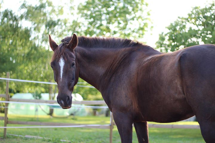 #1 Les couleurs d'équipements par robe : L'alezan