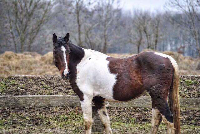 #4 Les couleurs d'équipements par robe : Le pie