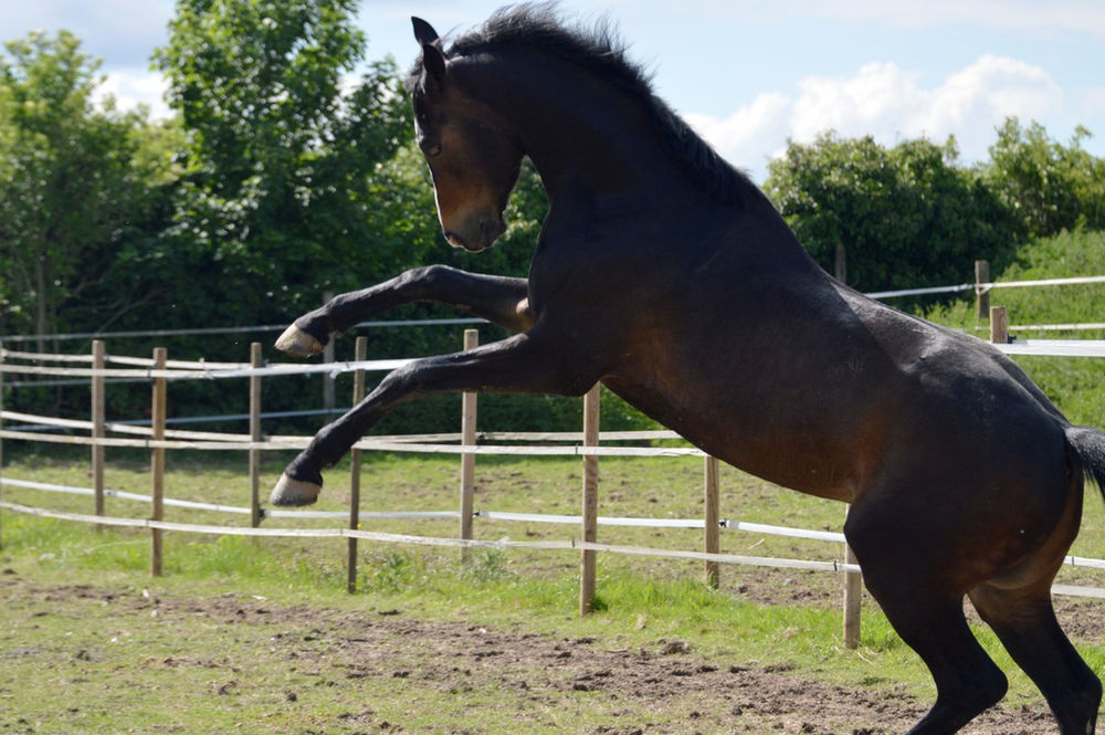 #2 Les couleurs d'équipements par robe : Le bai