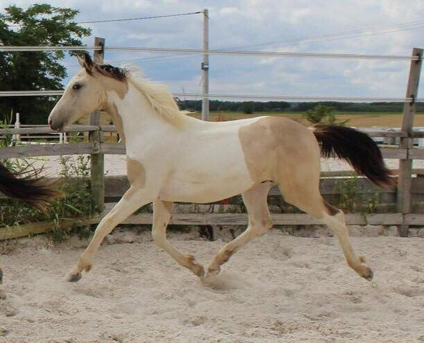 #4 Les couleurs d'équipements par robe : Le pie