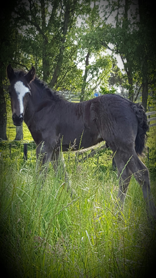 New Zealand Gypsy Cob Association