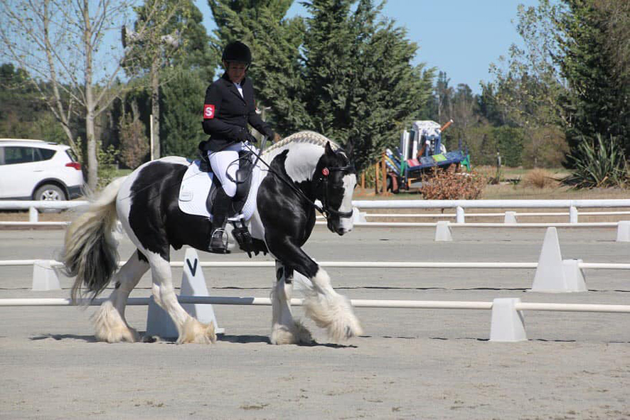 New Zealand Gypsy Cob Association