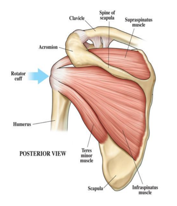 Swimmers Shoulder? Secondary Impingement? | Shoulder Pain in Swimmers