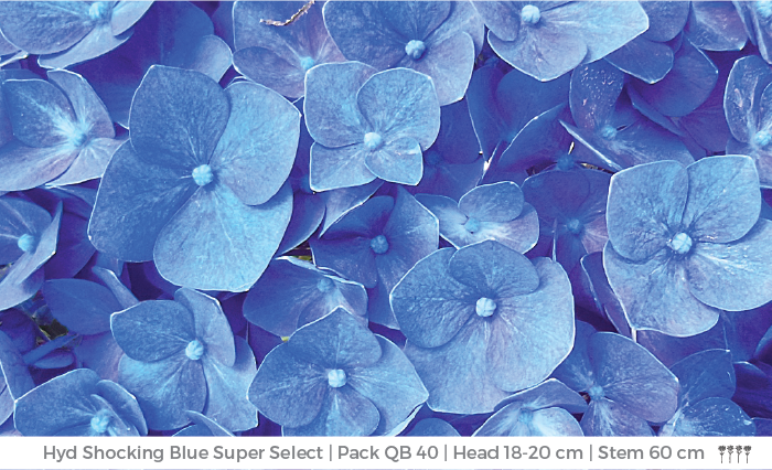 Shocking Blue | galleriahydrangeas