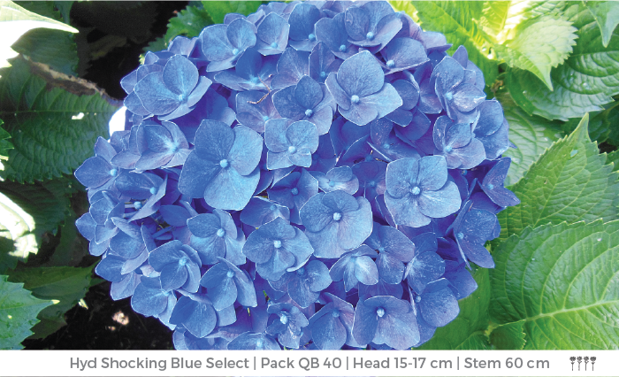 Shocking Blue | galleriahydrangeas