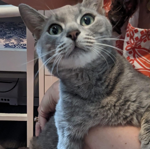 Ariel | Paws & Claws Cat