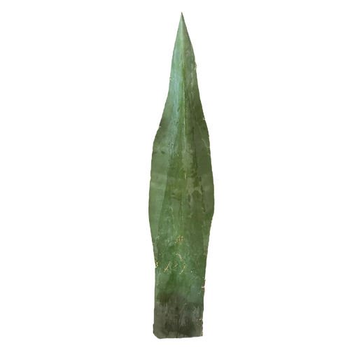 Hoja de Penca de Maguey | DAC Cancún