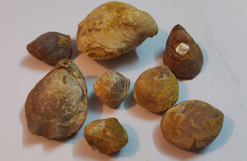 EVOLUTION OF BRACHIOPODS