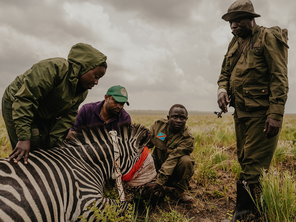 Placing GPS collars on the last wild Zebras of the DRC - a Pictorial