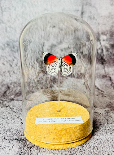 Cramer's 88 Dome | GoButterflies