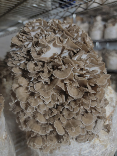 Custom Spawn 4 Pack | Earth Angel