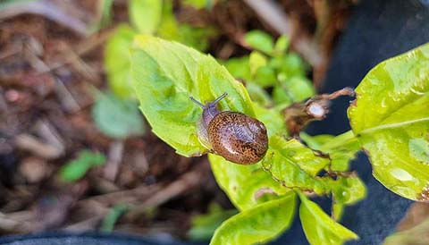 How to Keep Snails and Slugs Under Control in Your Garden | Pests & Disease