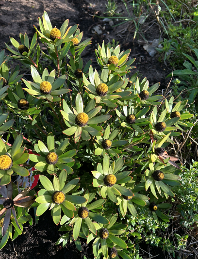 Cape Silver Tree | Hotel Verde