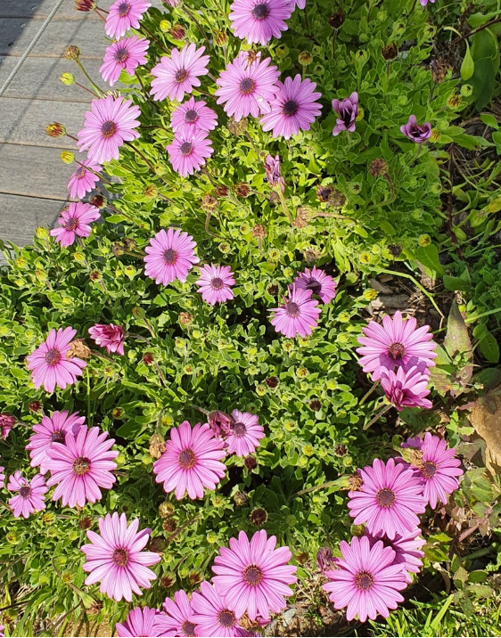 Trailing African Daisy | Hotel Verde