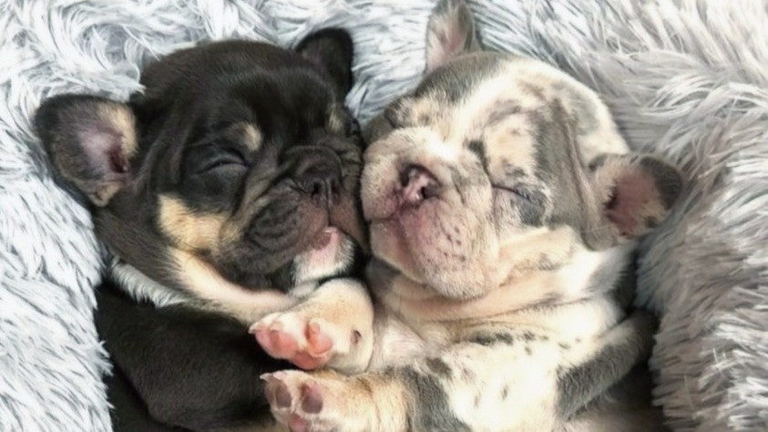 Future French Bulldog Litters | Cabin Fever Frenchies