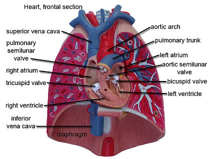 Cardiovascular Models Labeled | Virtual Anatomy Lab
