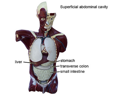 Digestive Model Labeled | Virtual Anatomy Lab