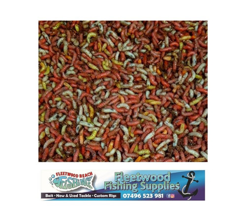Maggots - Mixed, Reds & Whites | FW Fishing Supplies