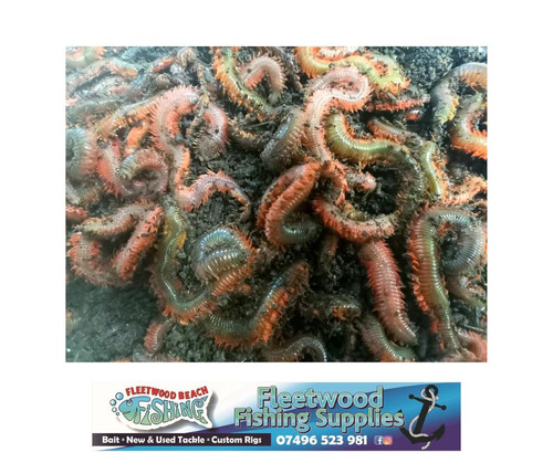 Wild Ragworm 100g | FW Fishing Supplies